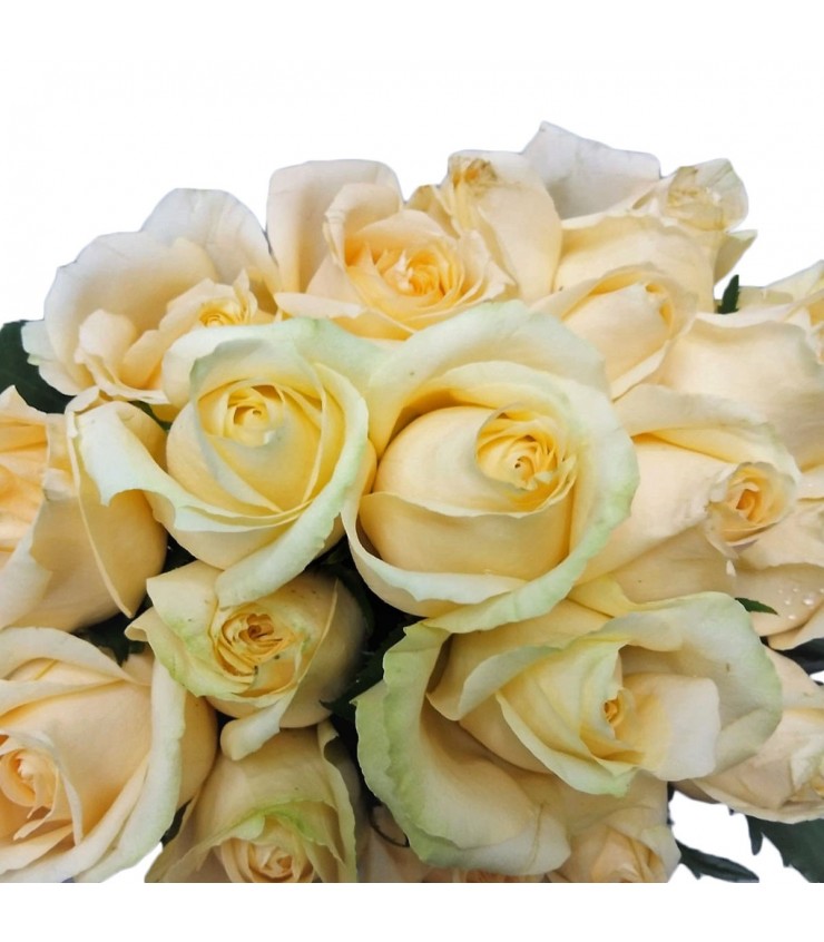 FreshCut Rose