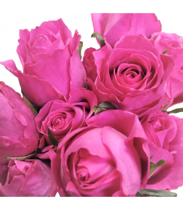 FreshCut Rose