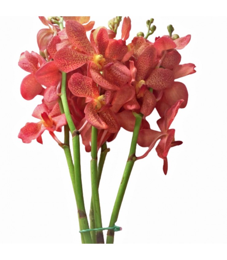 FreshCut Orchids