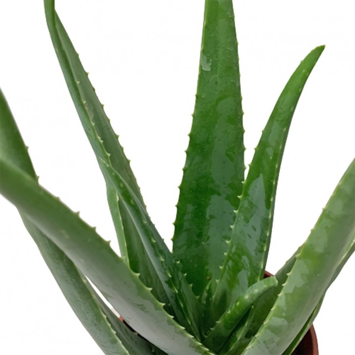 Aloe Vera Barbadensis Miller