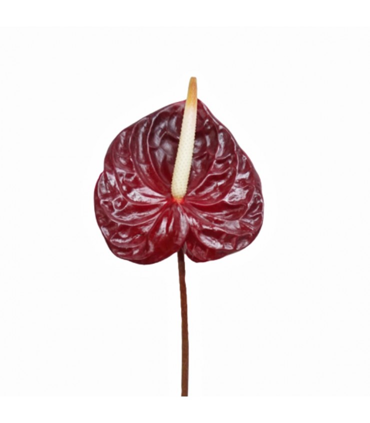 FreshCut Anthurium