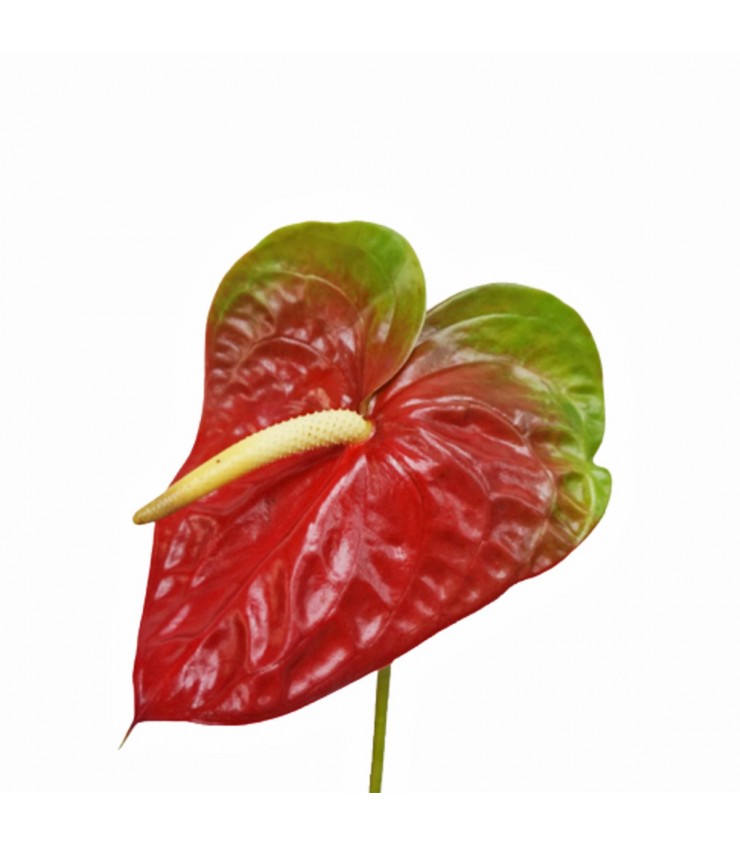FreshCut Anthurium