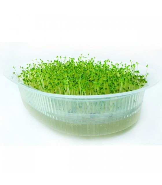 Micro Green