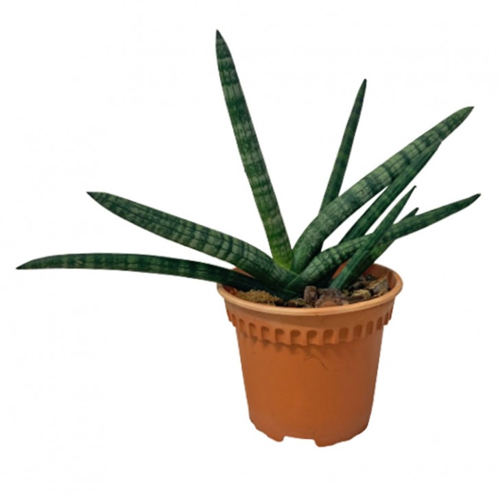 Sansevieria Cylindrica Boncel