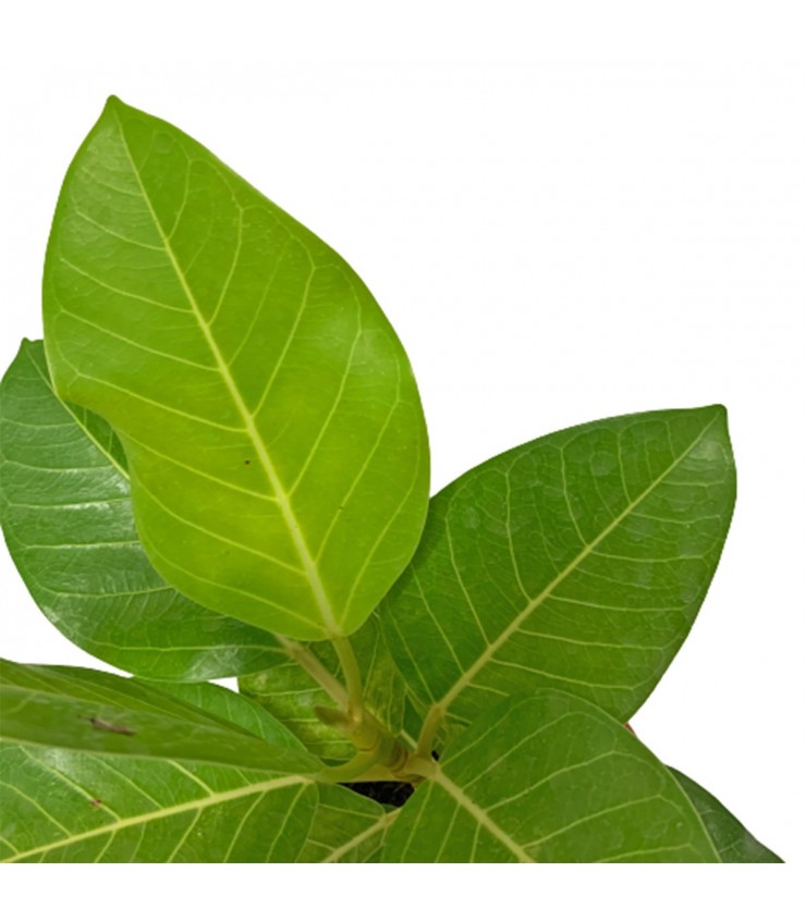Ficus Altissima Golden