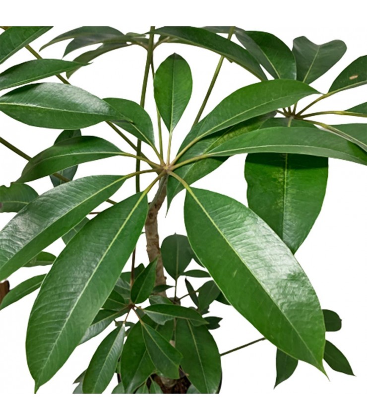 Schefflera Pueckleri - Mallet Flower Tree (Tupidanthus Calyptratus)