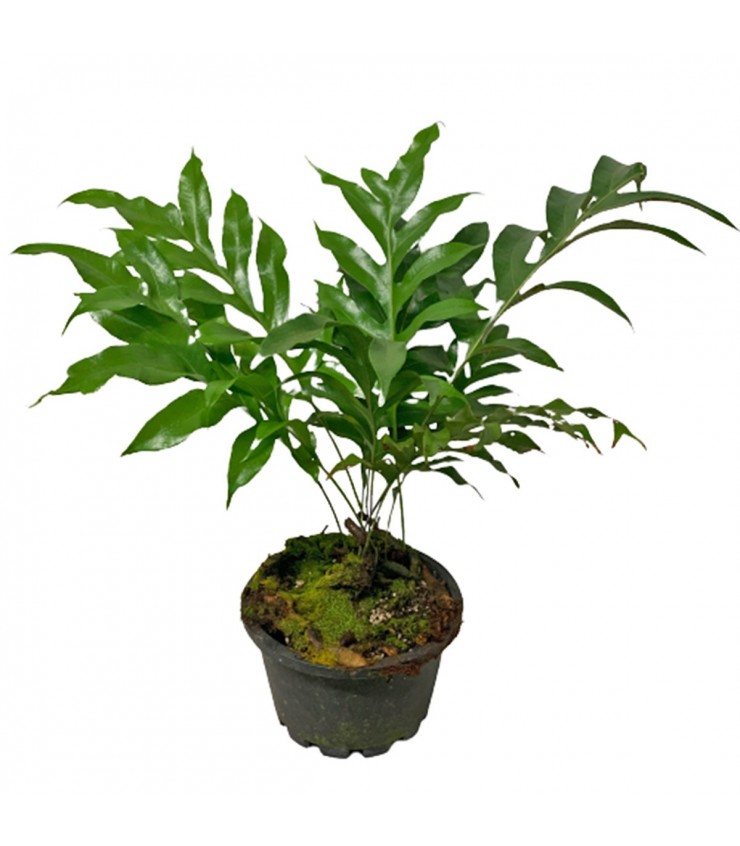 Drynaria Rigidula (Basket Fern)