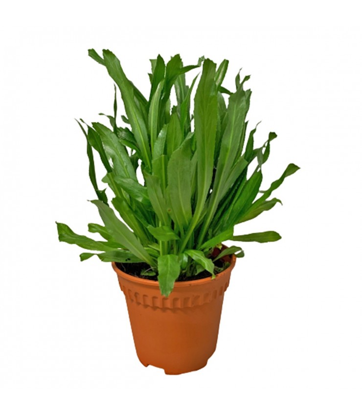 Culantro 泰国香菜 Thai Parsley (Eryngium Foetidum)