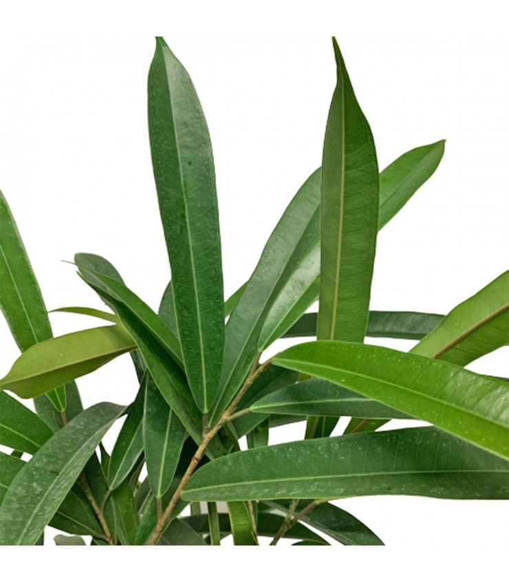 Ficus 'Amstel King' (Ficus Alii Tree)