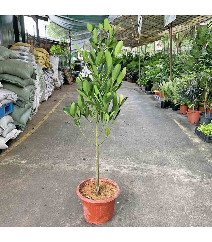 Garcinia Subelliptica 菲島福木 (Happiness Tree)