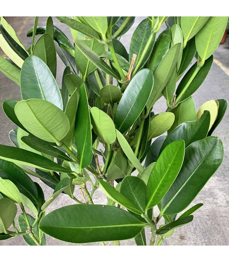 Garcinia Subelliptica 菲島福木 (Happiness Tree)