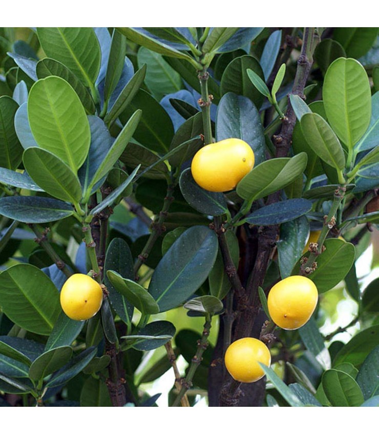 Garcinia Subelliptica 菲島福木 (Happiness Tree)