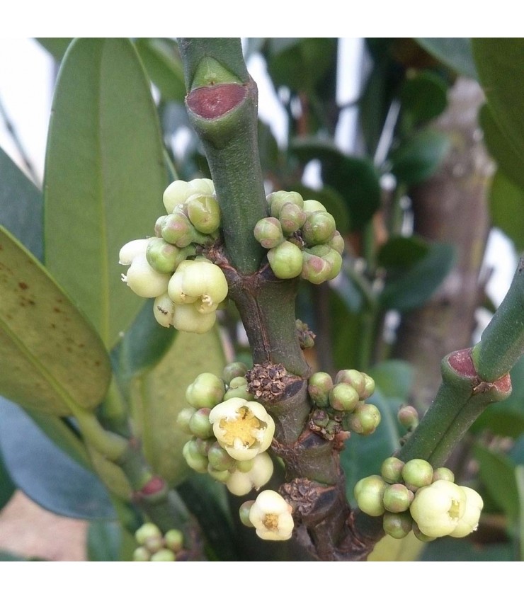 Garcinia Subelliptica 菲島福木 (Happiness Tree)