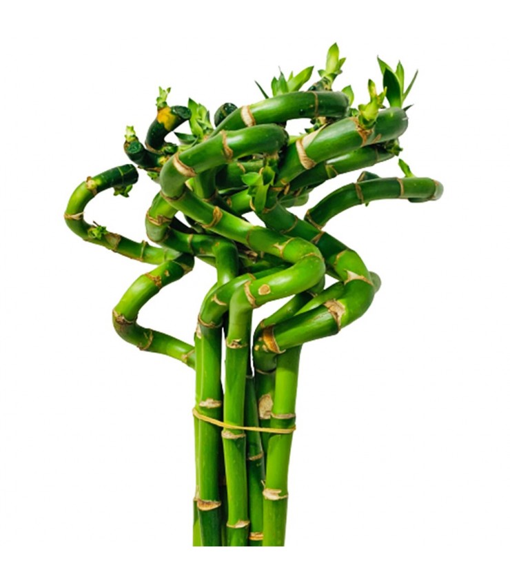 Lucky Bamboo 富貴竹 'CURLY' (Dracaena Sanderiana)