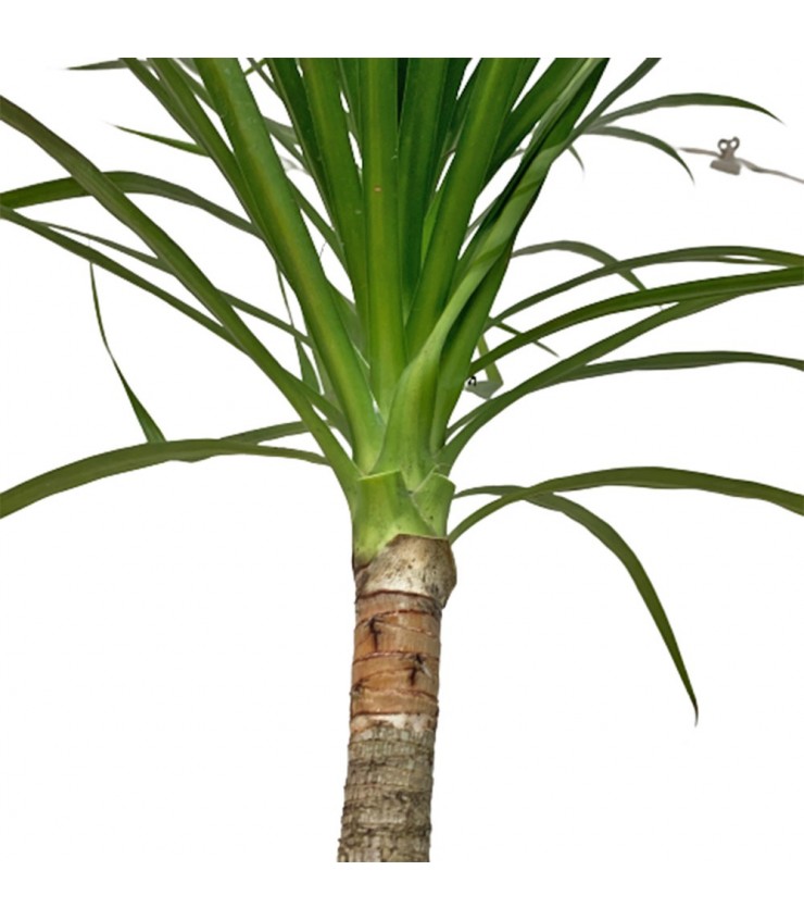 Dracaena Draco - Single Stem (Dragon Tree)