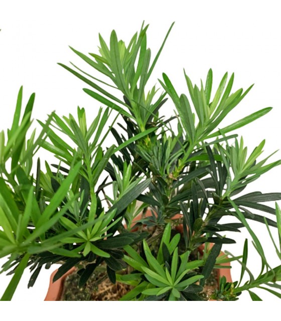 Candy Floriculture | Singapore's Floral and Landscape Specialist