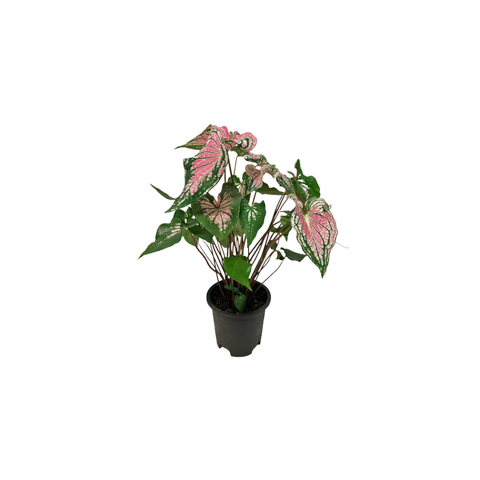 Caladium Thai Beauty