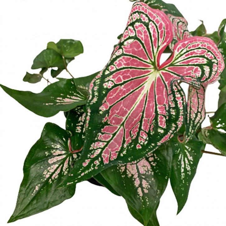 Caladium Thai Beauty