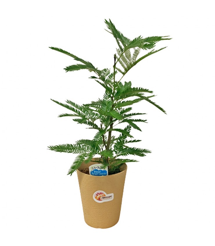 Everfresh Tree エバーフレッシュ (Pithecellobium Confertum) JAPAN