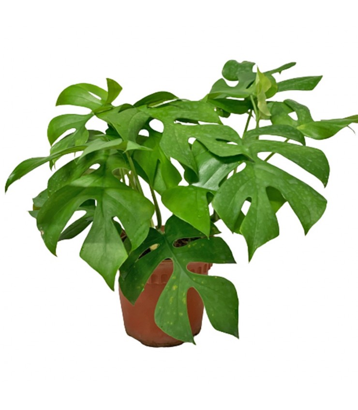 Rhaphidophora Tetrasperma (Dwarf Monstera)