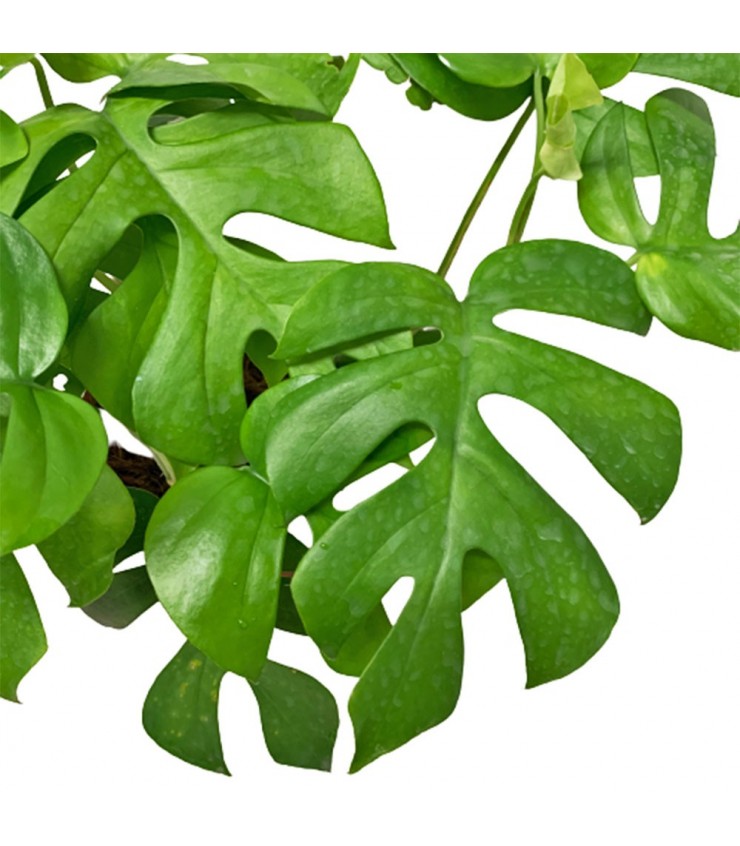 Rhaphidophora Tetrasperma (Dwarf Monstera)