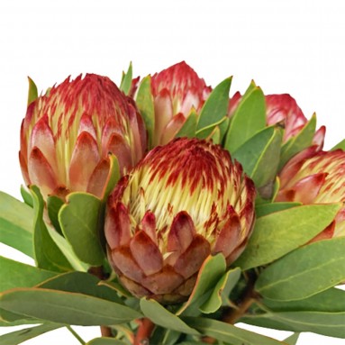 Fresh Cut Flowers | Candy Floriculture Online Shop