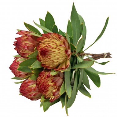 Fresh Cut Flowers | Candy Floriculture Online Shop