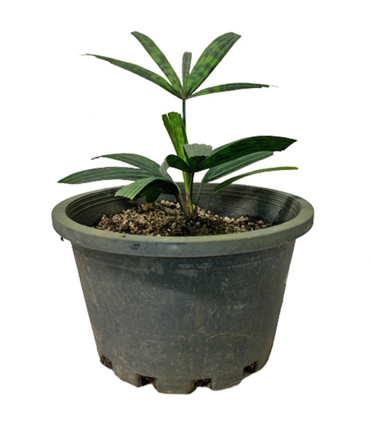 Licuala Mattanensis Becc 'Mapu' (Paradise Palm)