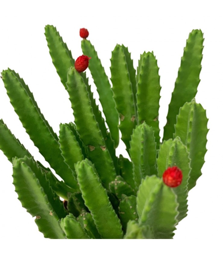 Stapelia Gigantea (Zulu Giant)