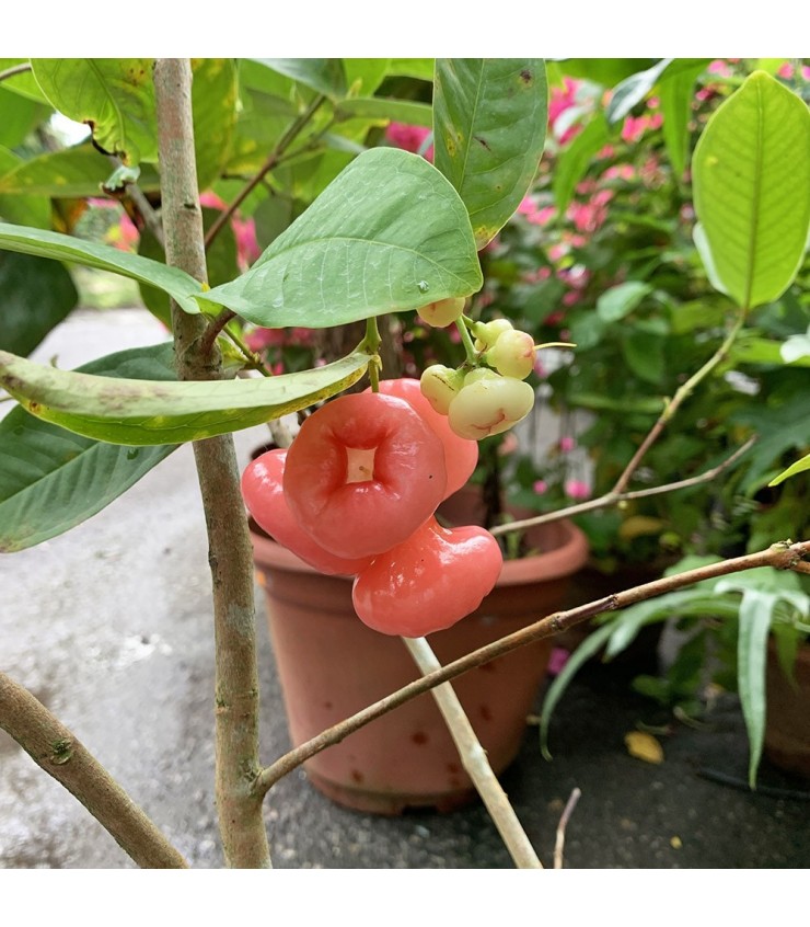 Wax Jambu - Grafted (Syzygium Samarangense)
