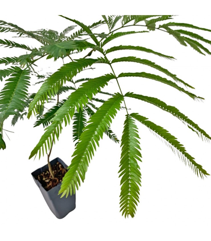 Everfresh Tree エバーフレッシュ (Pithecellobium Confertum) JAPAN