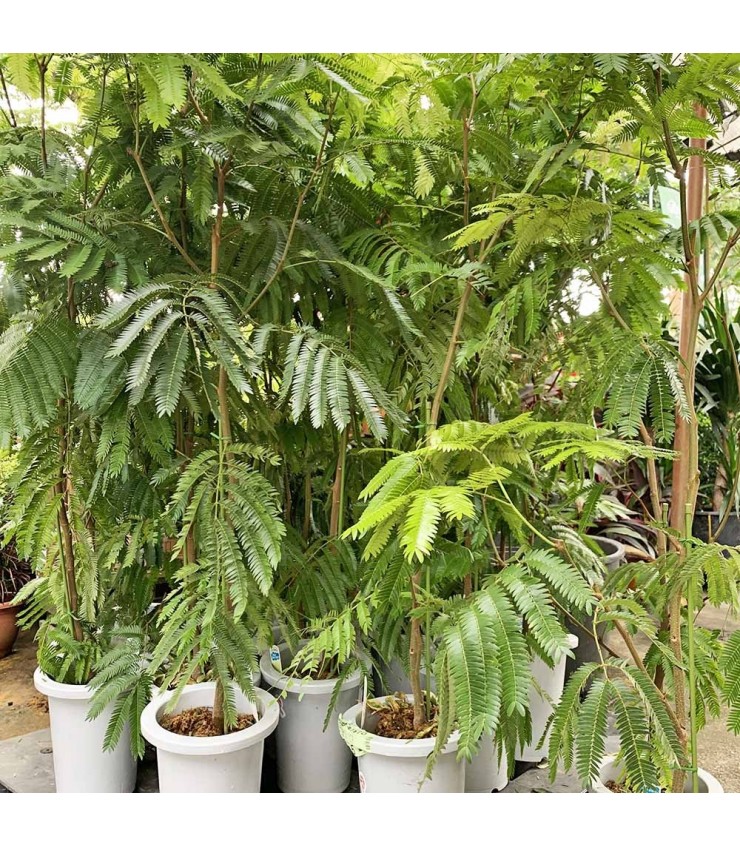 Everfresh Tree エバーフレッシュ (Pithecellobium Confertum) JAPAN