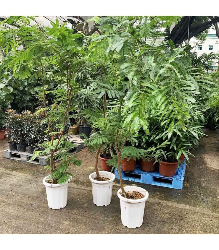 Everfresh Tree エバーフレッシュ (Pithecellobium Confertum) JAPAN