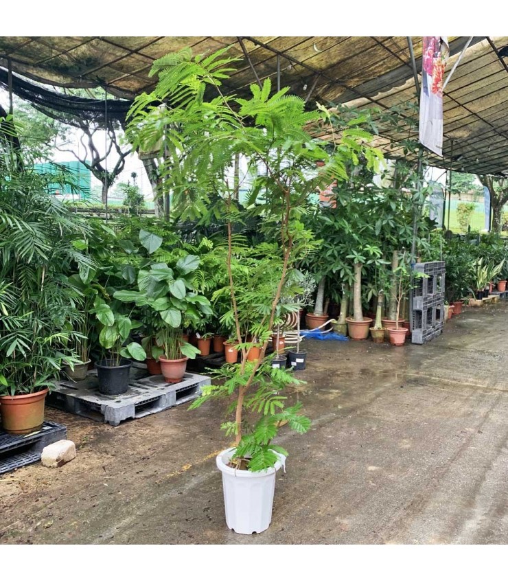 Everfresh Tree エバーフレッシュ (Pithecellobium Confertum) JAPAN