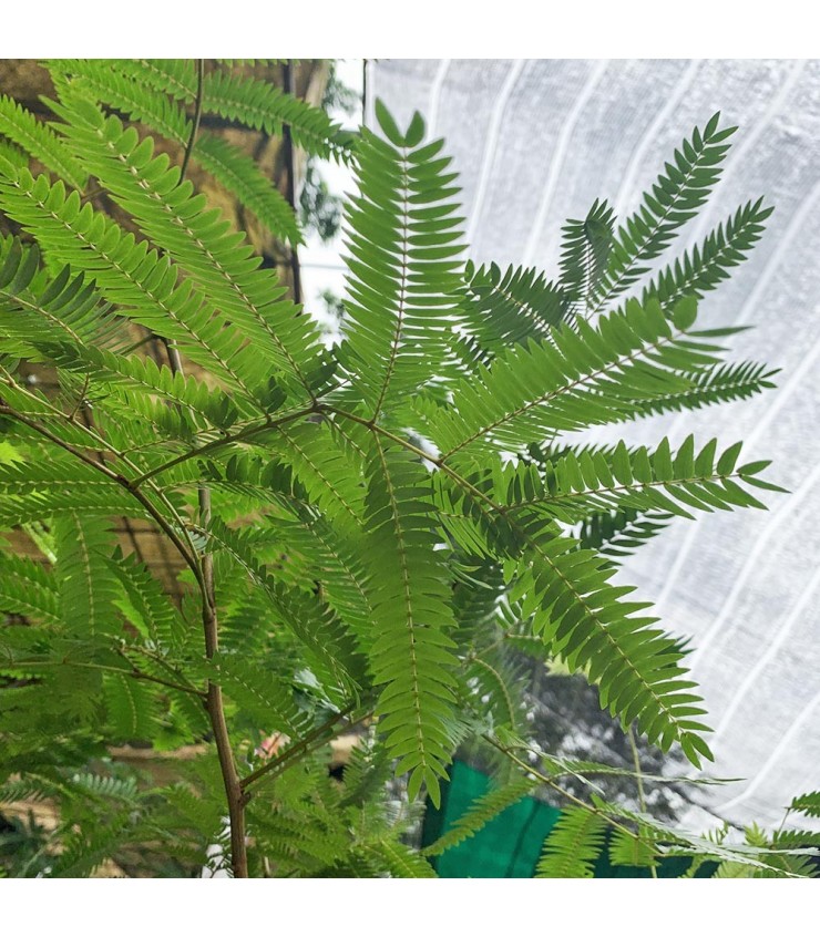 Everfresh Tree エバーフレッシュ (Pithecellobium Confertum) JAPAN