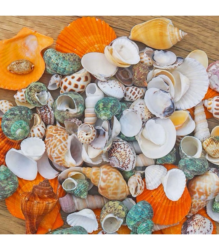 Assorted Seashells