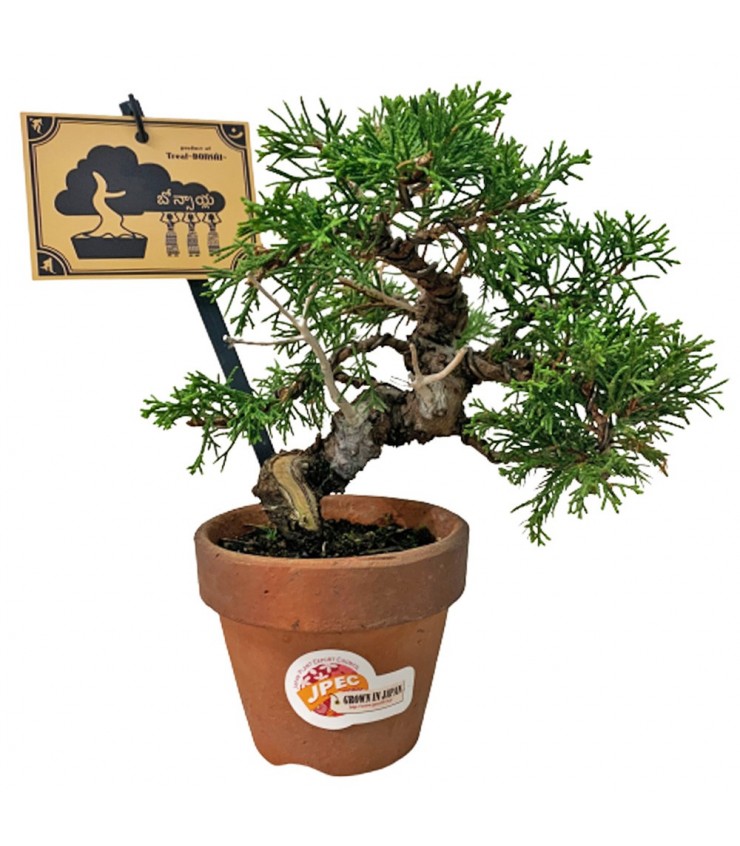 Juniperus Chinensis Var Sargentii