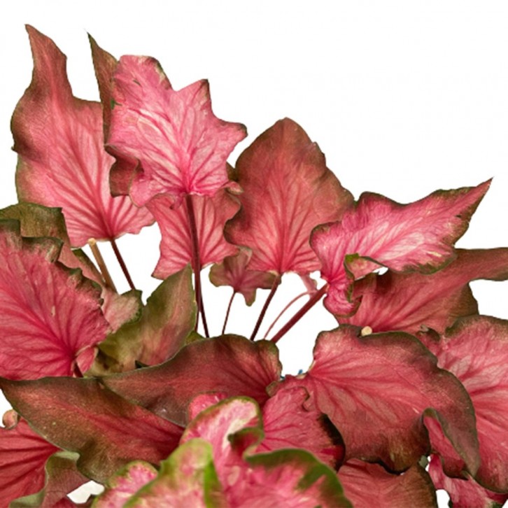 Caladium 'Red Ruffle'