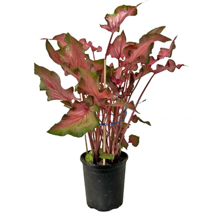 Caladium 'Red Ruffle'