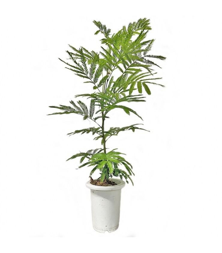 Everfresh Tree エバーフレッシュ (Pithecellobium Confertum) JAPAN