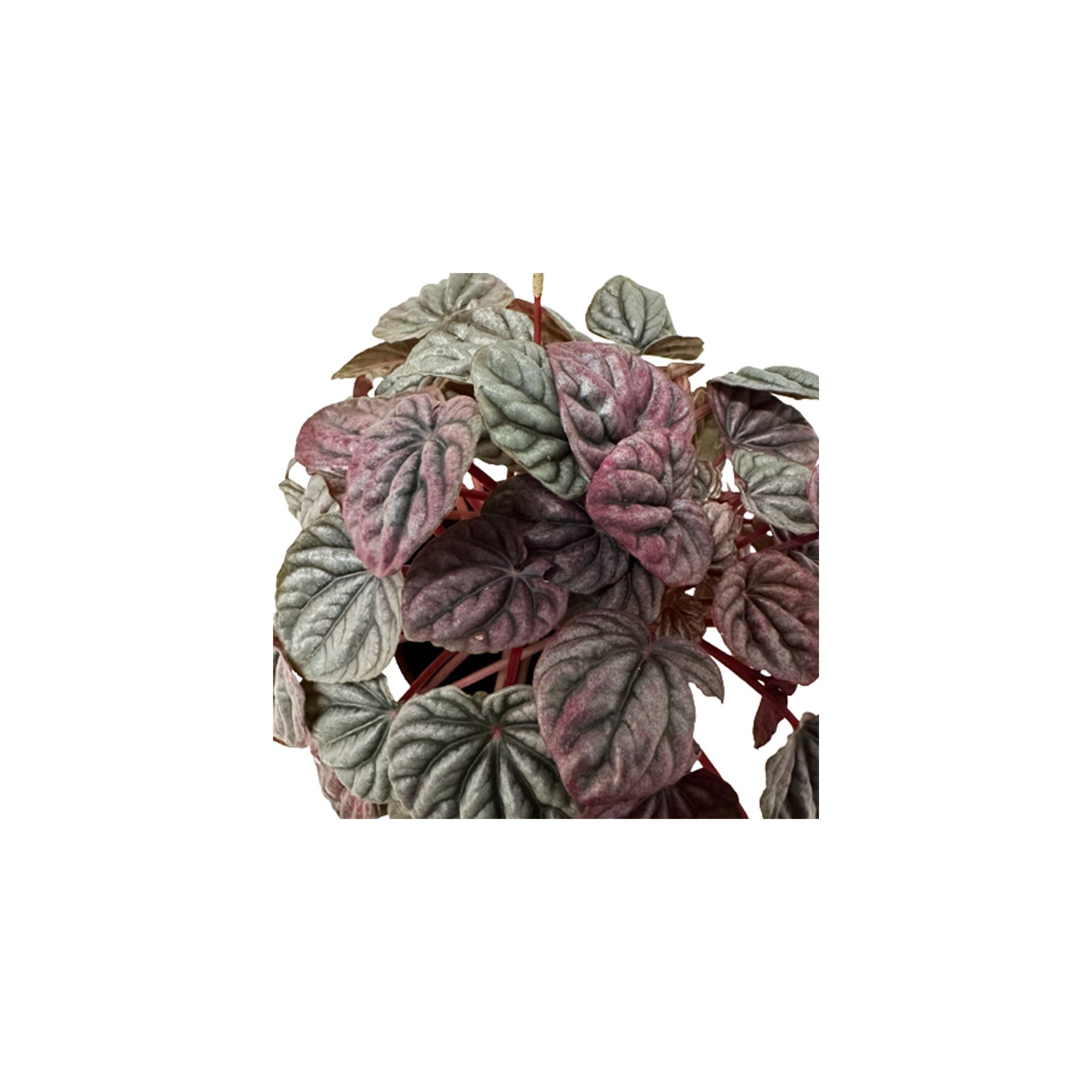 Peperomia Caperata Emerald Ripple Peperomia Caperata Emerald Ripple