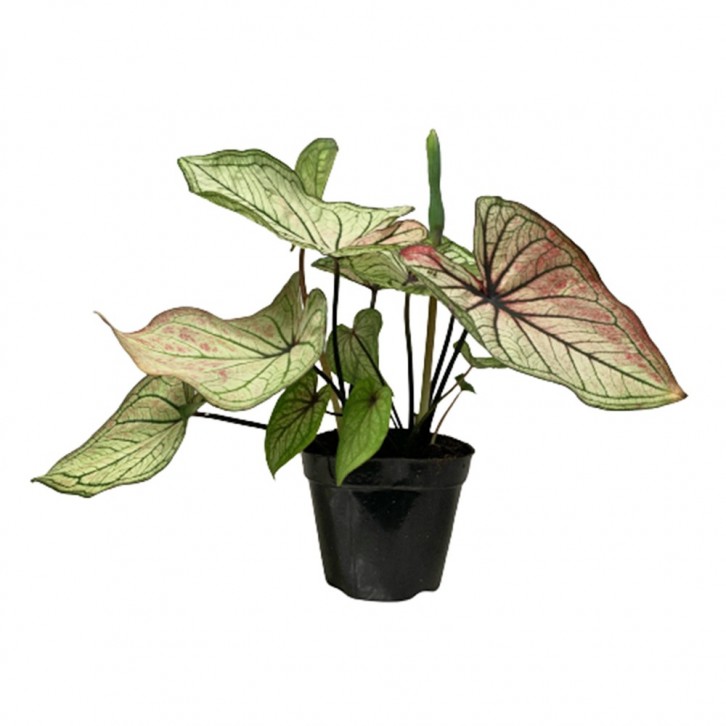 Caladium Debutante