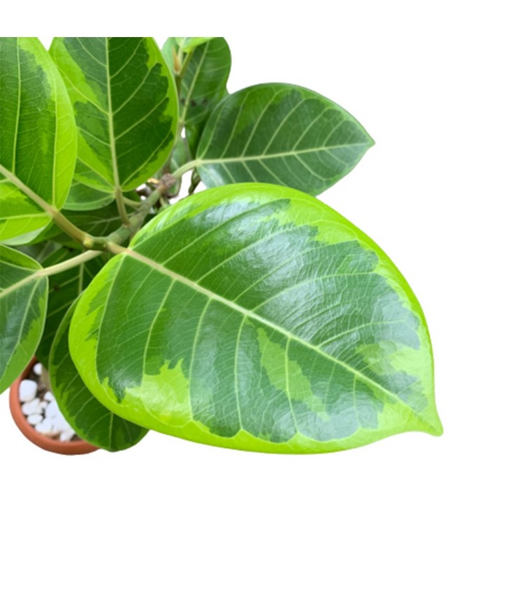 Ficus Altisiima Variegata (Bending)