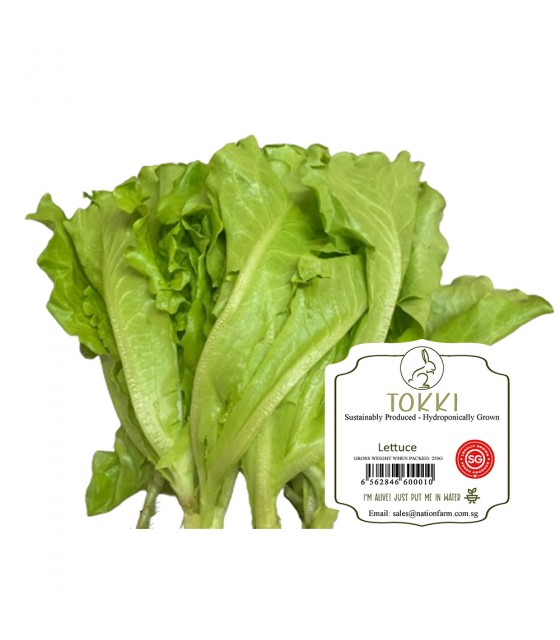 Candy Floriculture | Singapore's Floral and Landscape Specialist