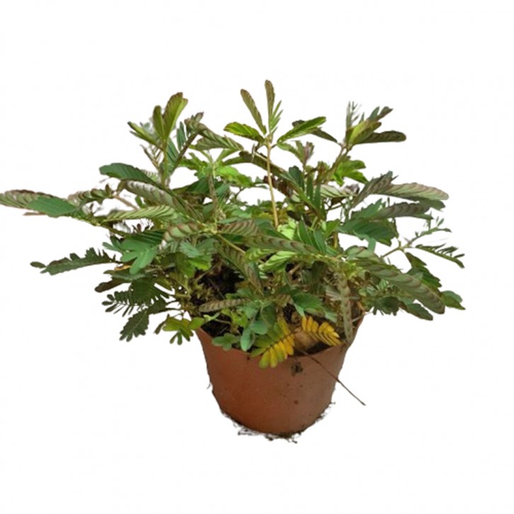 Mimosa Pudica (Sensitive Plant)