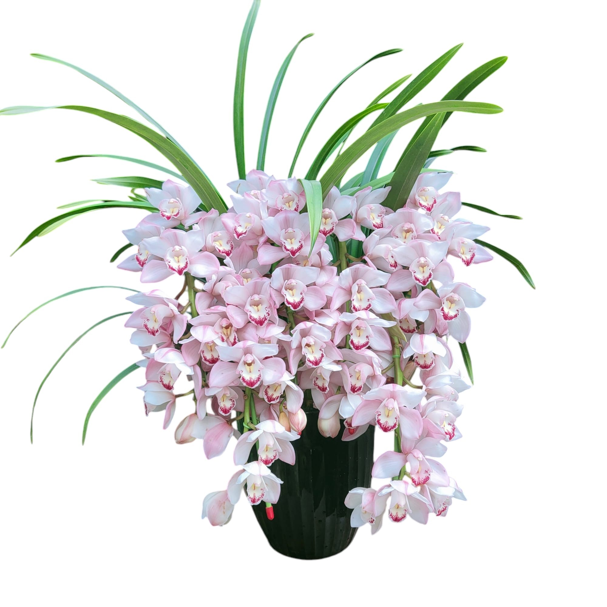 Cymbidium Plant ARCH (Imported)