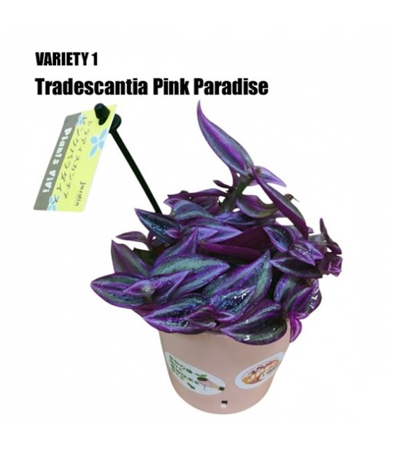 Candy Floriculture | Singapore's Floral and Landscape Specialist