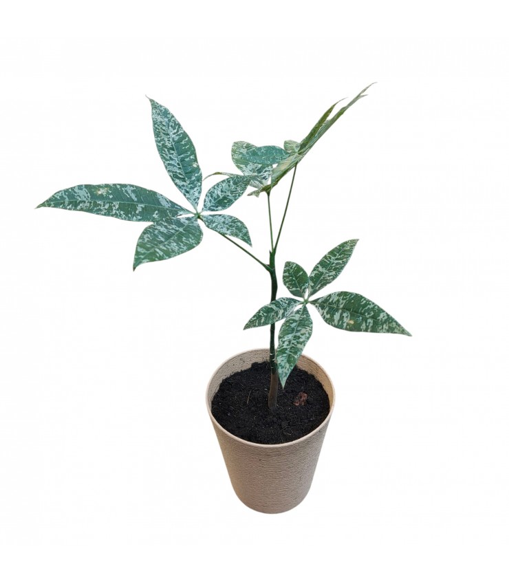 Pachira Aquatica Variegated 'Milky Way' (Money Tree)