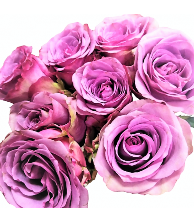FreshCut Rose