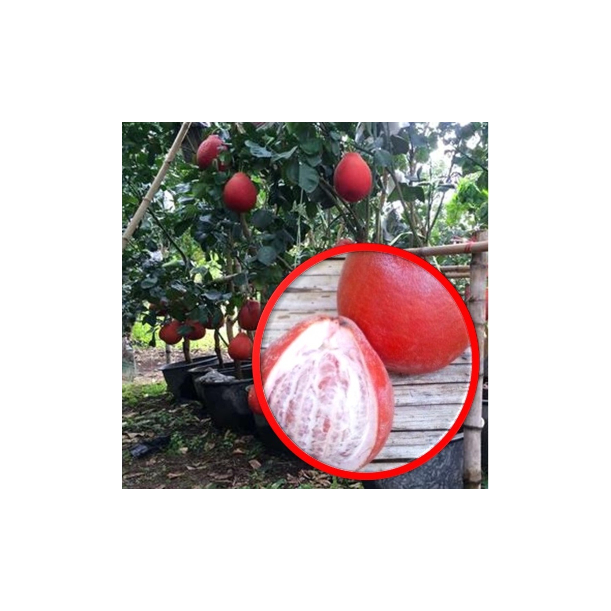 Red Pomelo